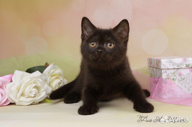 Британский котенок