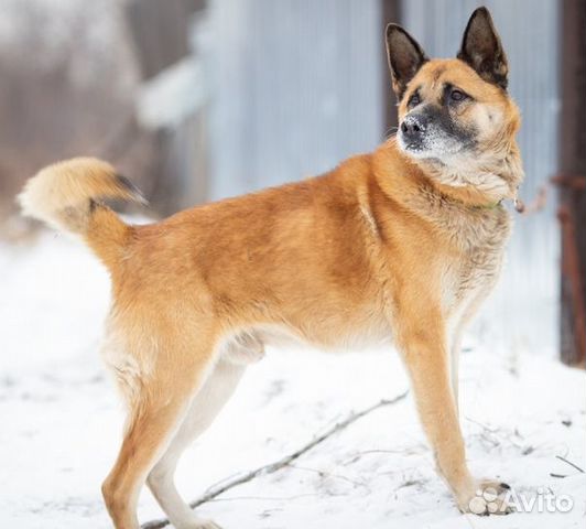 Отдаю в добрые руки