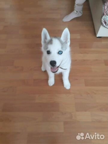 Сибирский хаски