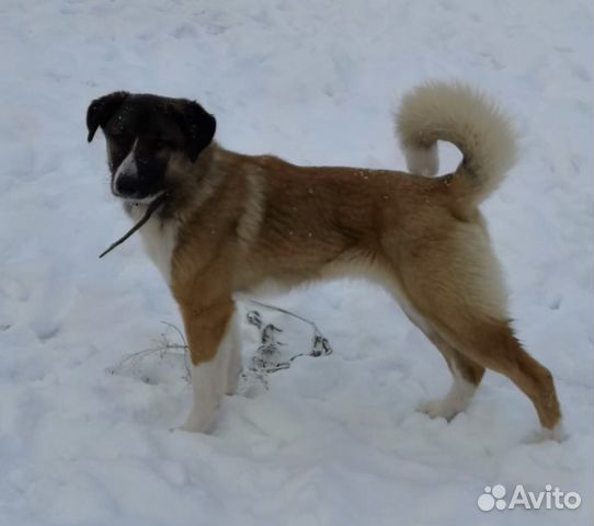 Щенки, подростки, взрослые Собаки