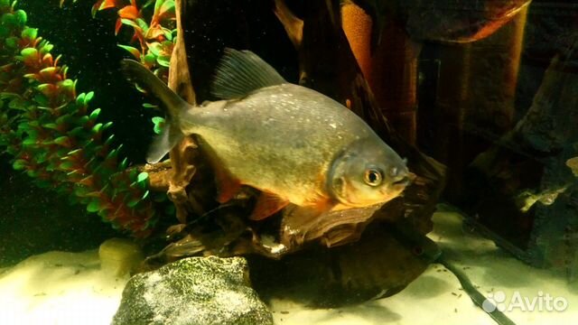 Пако красный