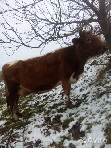 Продаётся корова