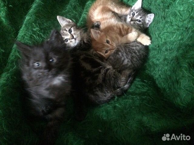 Дворянская порода Воспитанные котики