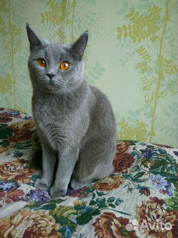 Британка