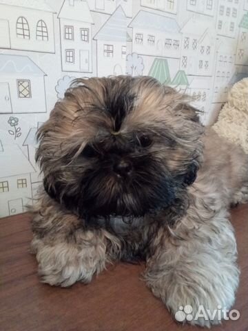 Маленькое чудо,собачка Китайских Императоров