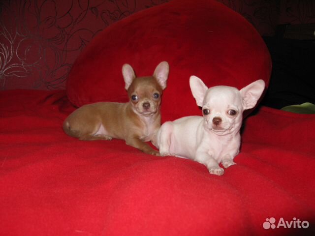 Лапочки дочки мини