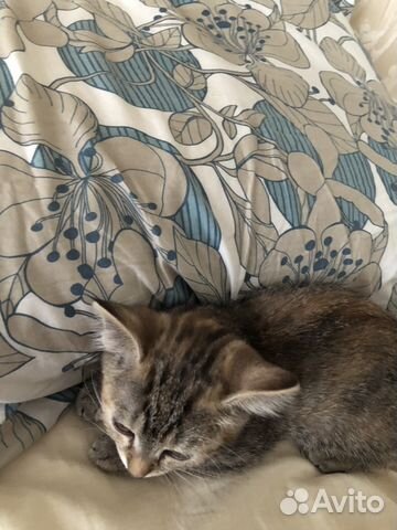 Котёнок девочка в хорошие руки