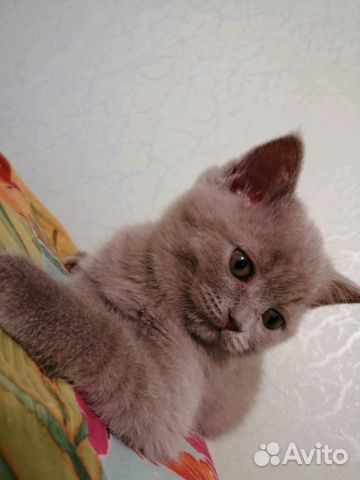Британец котенок (2 месяца)