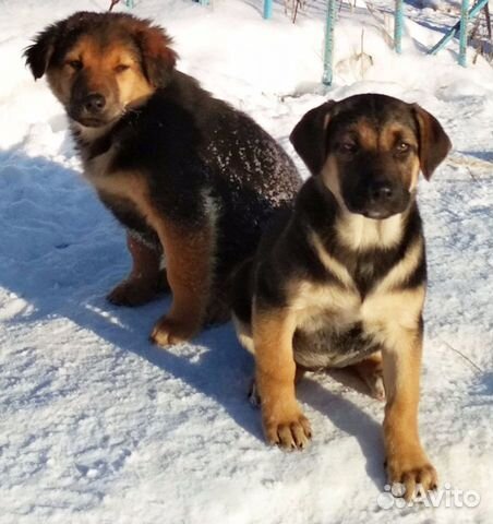 Мальчиши - крепыши в надёжные руки