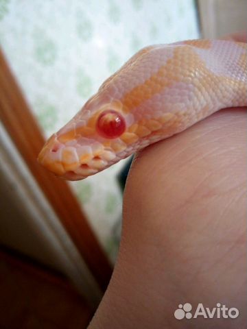 Королевский питон Albino