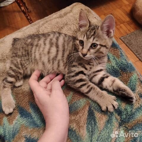 Котенок курильского бобтейла