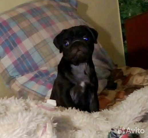 Продаётся щенок чёрного мопса