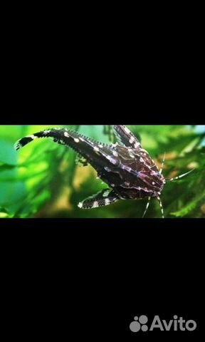 Сомик агамикс