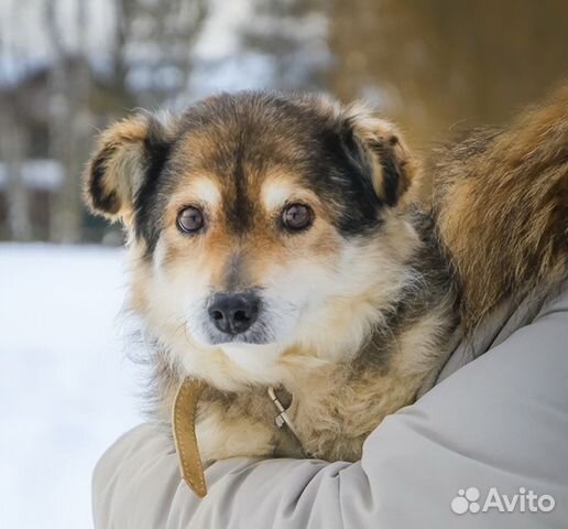 Винни, 8 лет, 28 см