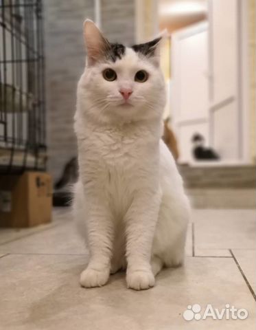 Котик в добрые руки