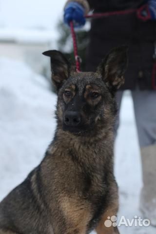 Щенок Веня в дар