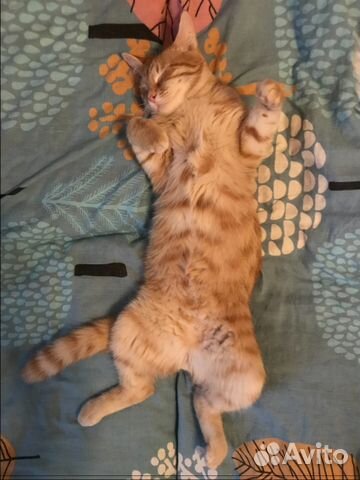 Рыжий кот в добрые ручки