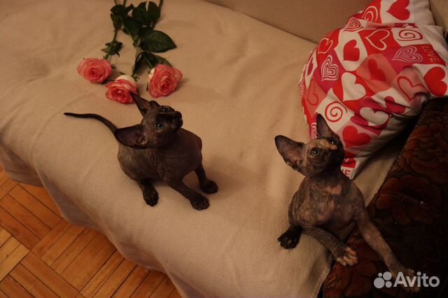 Очаровашки канадские сфинксы