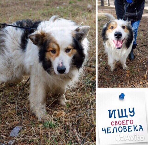 Лучший друг