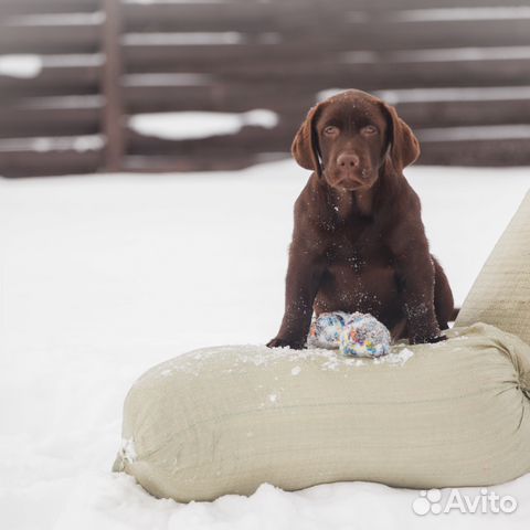 Шоколадное счастье