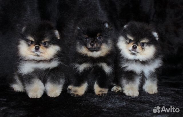 Шпицы Черно Подпалые Медвежата
