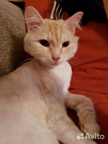 Кот дворовый