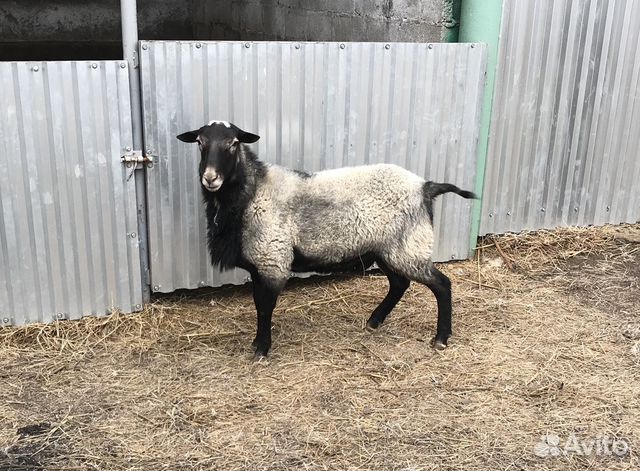 Баран романовский