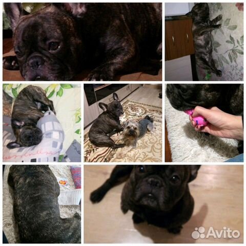 Французский бульдог кобель красавец с документами