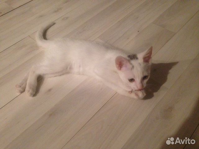 Белая котейка