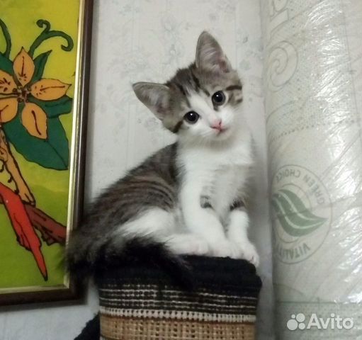 Котята ищут хозяев