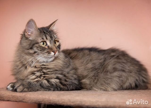 Две красавицы-кошки Ася и Василиса