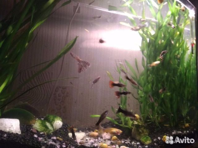 Валлиснерия водоросли 15р и мальки Гуппи 10р