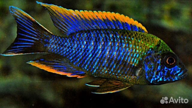 Озерные цихлиды африки