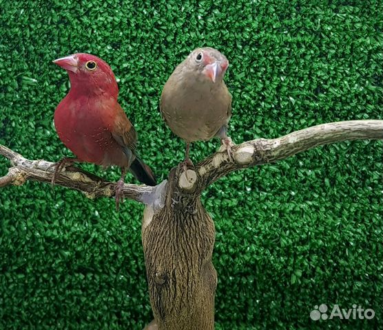 Амаранты,Вьюрки,Питилии