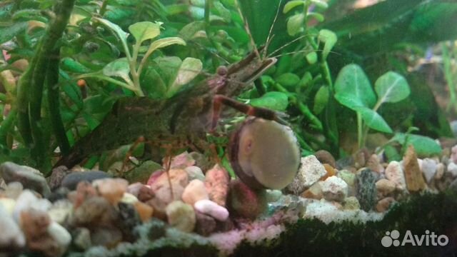 Креветка Макробрахиум (Macrobrachium nipponense)