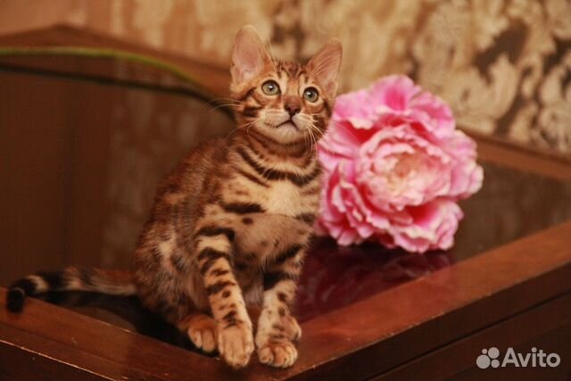 Золотой мальчик 2 мес
