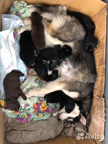 Отдам замечательных щенков в добрые руки