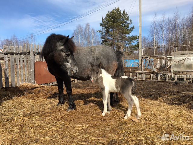 Пони кобыла