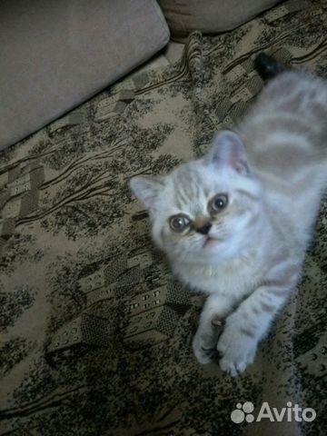 Кошечка экзот