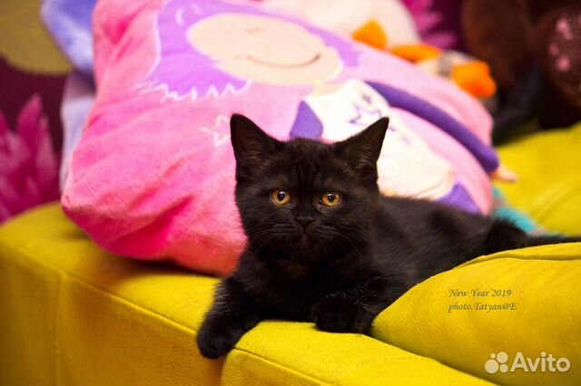 Предлагается Шотландочка