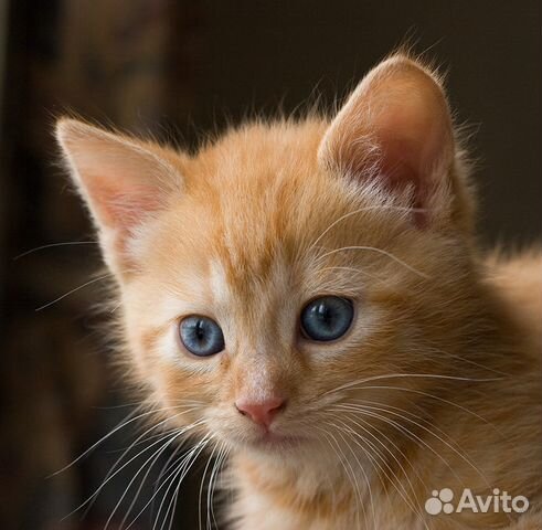 Рыжие солнечные котятки ищут своих хозяев