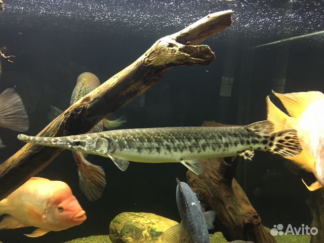 Щука в аквариум