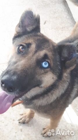 Нами, разноглазая красотка 10 мес., 50 см