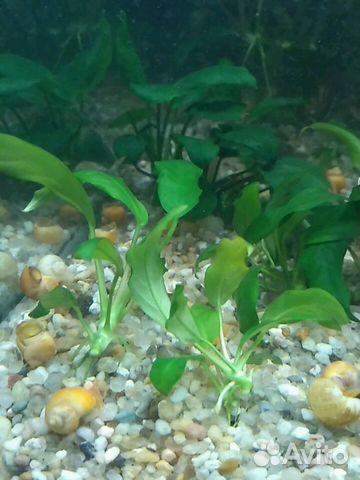 Аквариумное растение