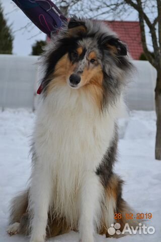 Мраморный мальчик колли