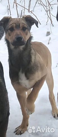 Щенок девочка