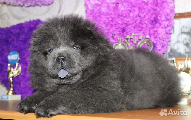 Голубая девочка Чау-Чау