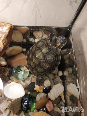 Москва,ул.Красного Маяка