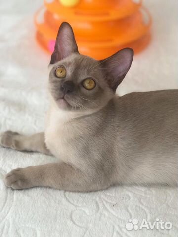 Бурманская красавица