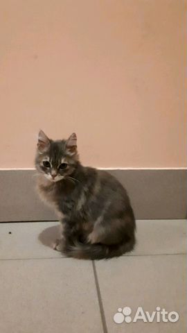 Добрый вечер Может кому нужна кошечка Помогите при